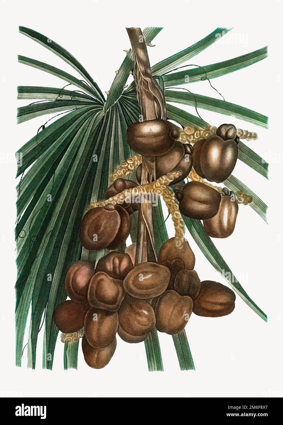 Vintage date palm plant vector Stock Vector Image & Art - Alamy