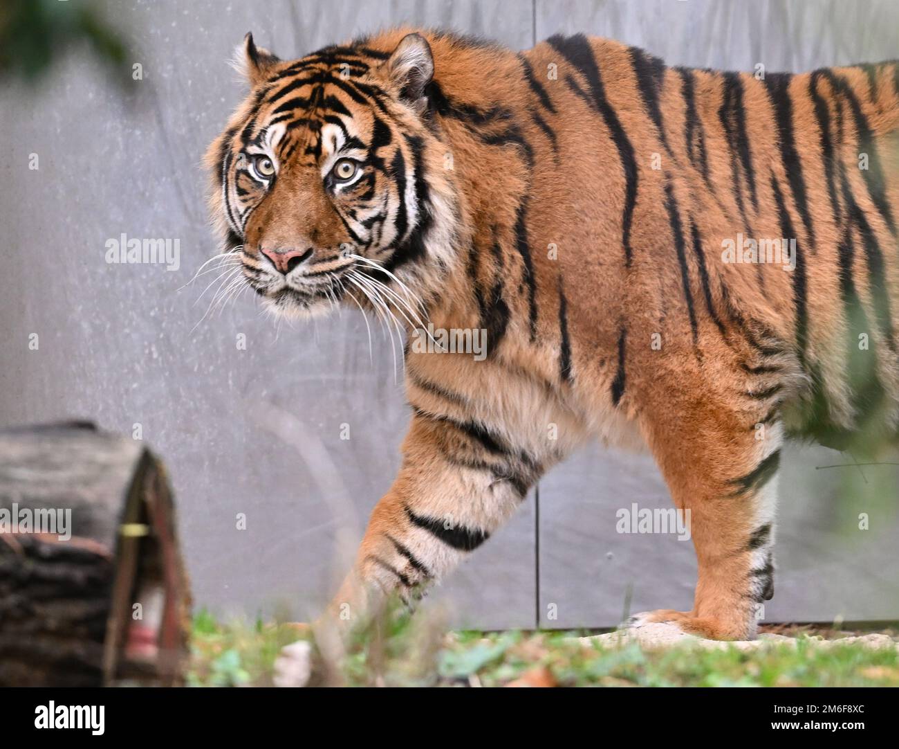 04 January 2023, Hessen, Frankfurt/Main: Sumatran tiger "Emas" explores ...