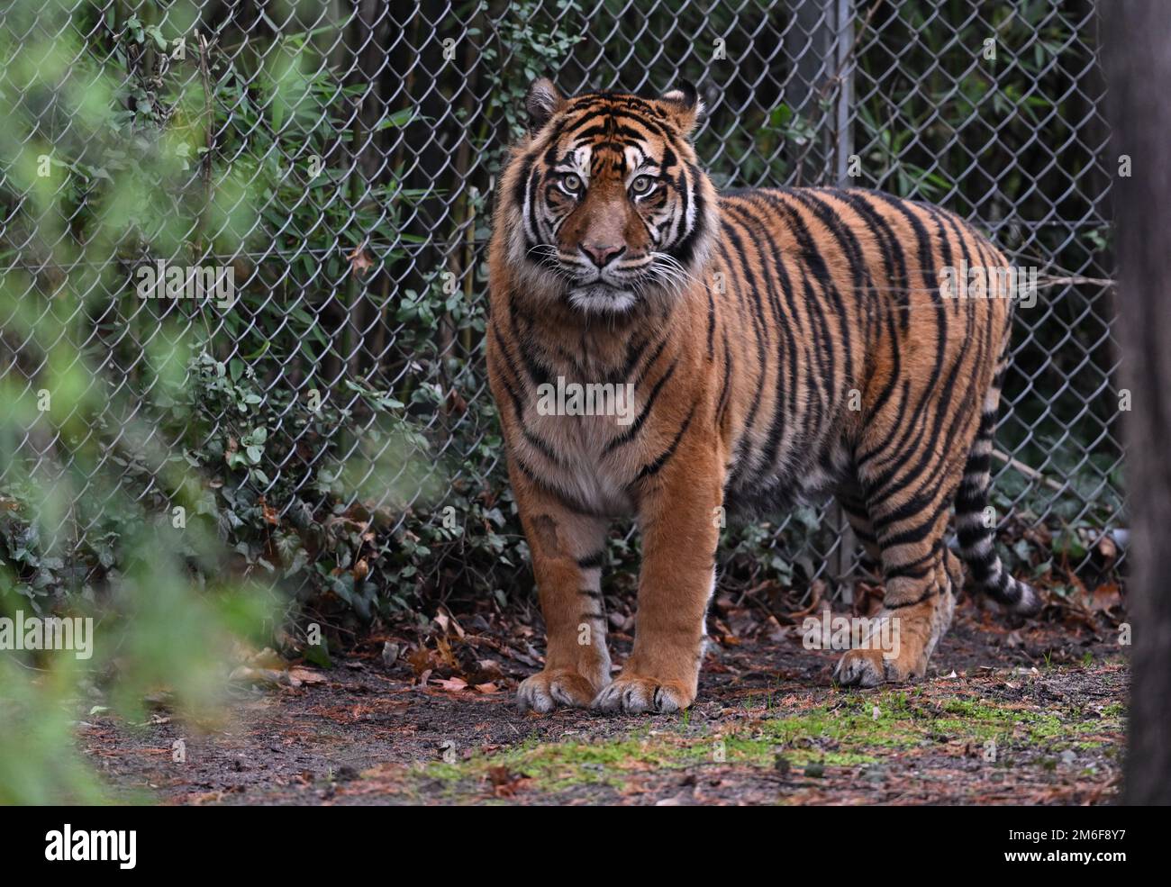 04 January 2023, Hessen, Frankfurt/Main: Sumatran tiger "Emas" explores ...