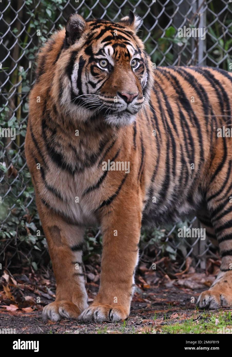 04 January 2023, Hessen, Frankfurt/Main: Sumatran tiger "Emas" explores ...