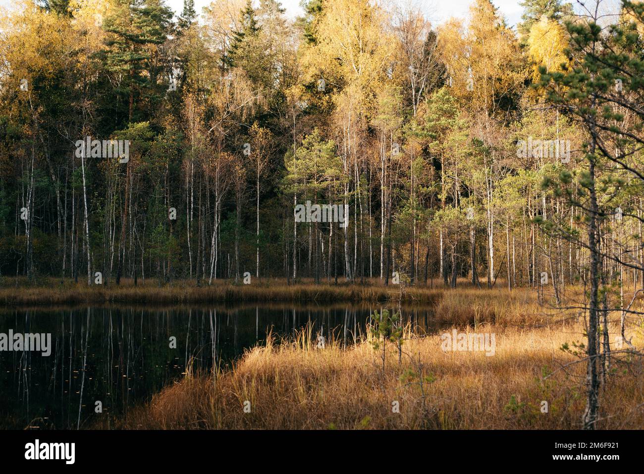 Golden moss hi-res stock photography and images - Alamy