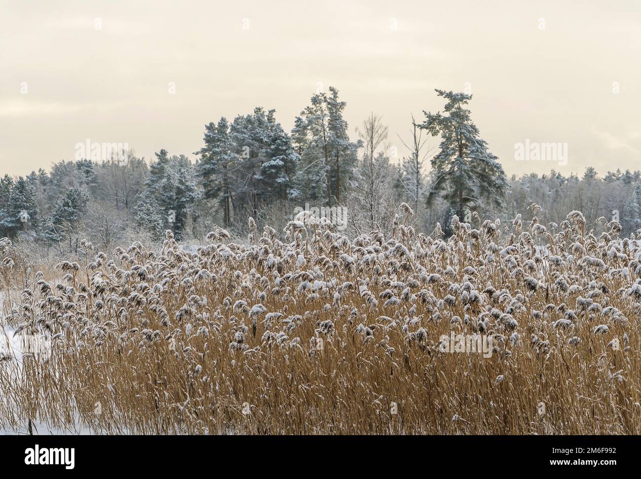 Frozen dry coastal reed hi-res stock photography and images - Alamy