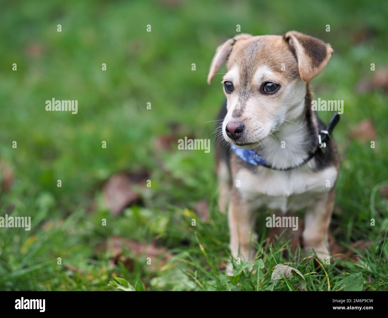 Little lonely puppy playing outdoors Stock Photo - Alamy