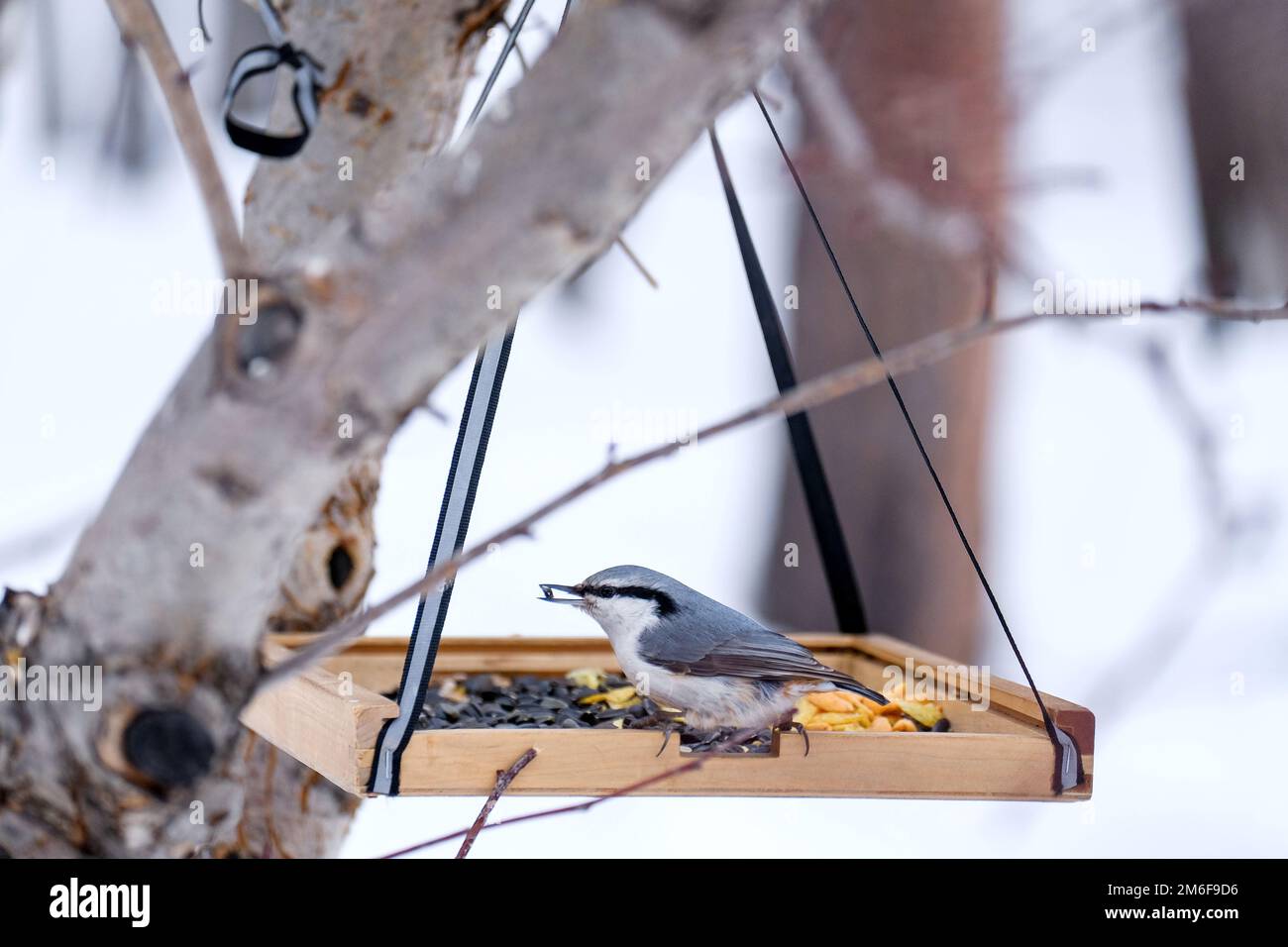 Nuthatch on a wooden feeder. Gray bird in the center of the frame Stock ...