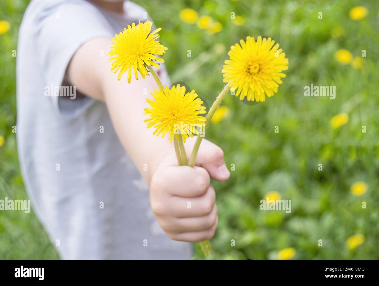 Hand holds dandelion hi-res stock photography and images - Alamy