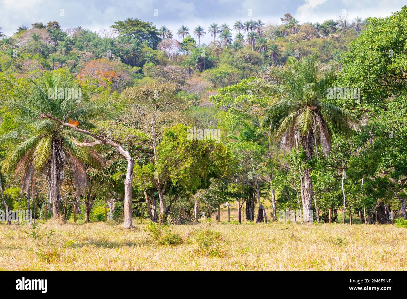 Panama Guayabal, hills, tropical forest and palm trees Stock Photo - Alamy