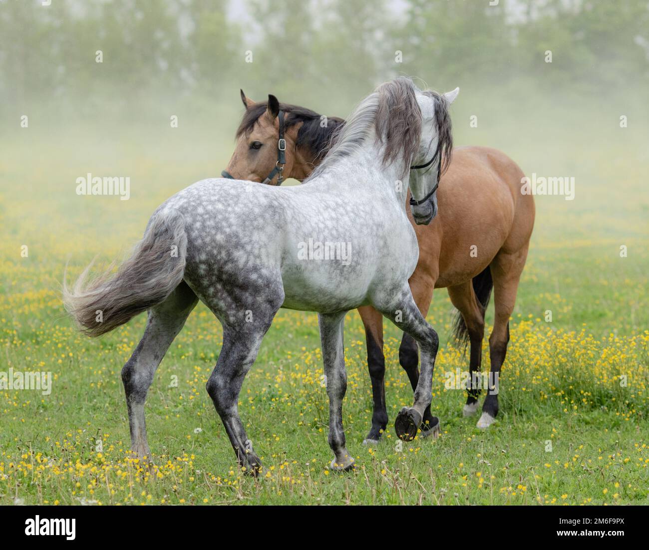 Spanish gray stallion and bay mare on summer pasture Stock Photo - Alamy