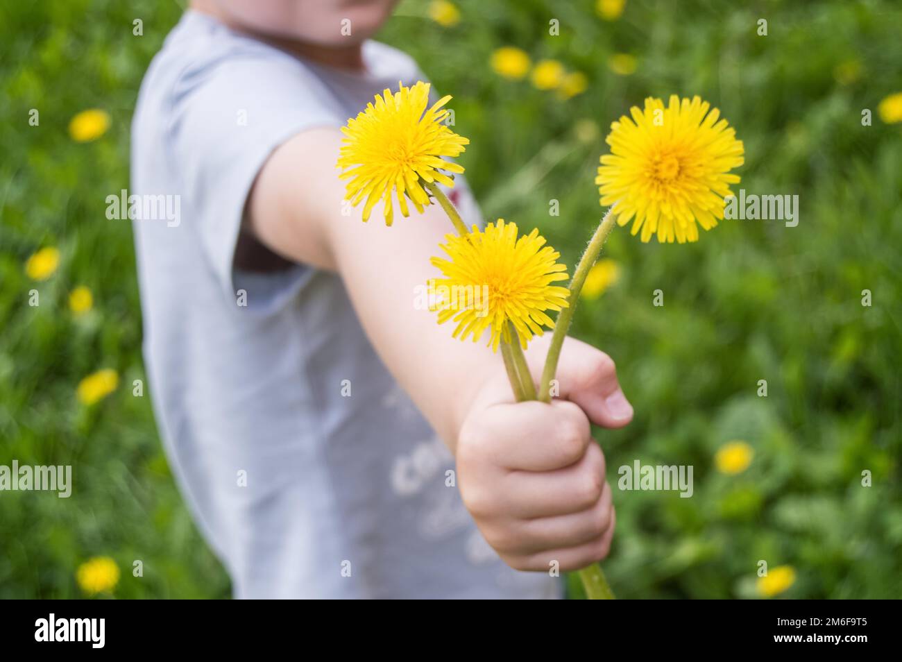 Close-up of a child's hand with a bouquet of yellow dandelions outdoors ...