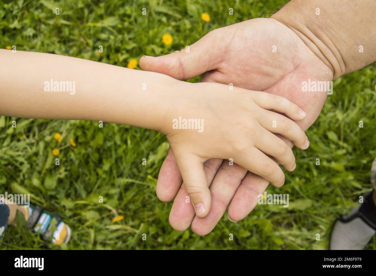 A small child's palm rests on a large man's palm, father's day, outdoor ...