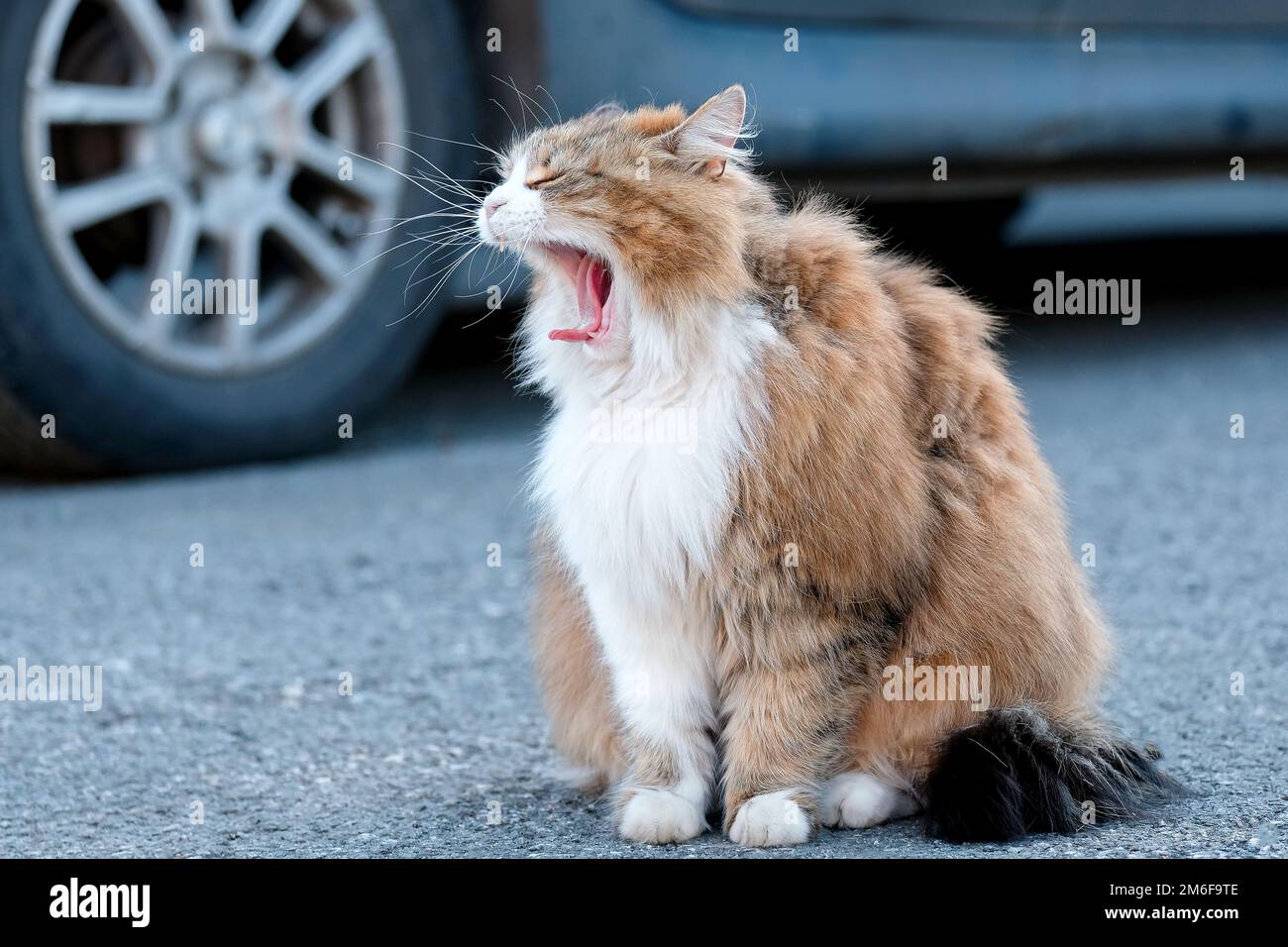 Young cat on road hi-res stock photography and images - Alamy