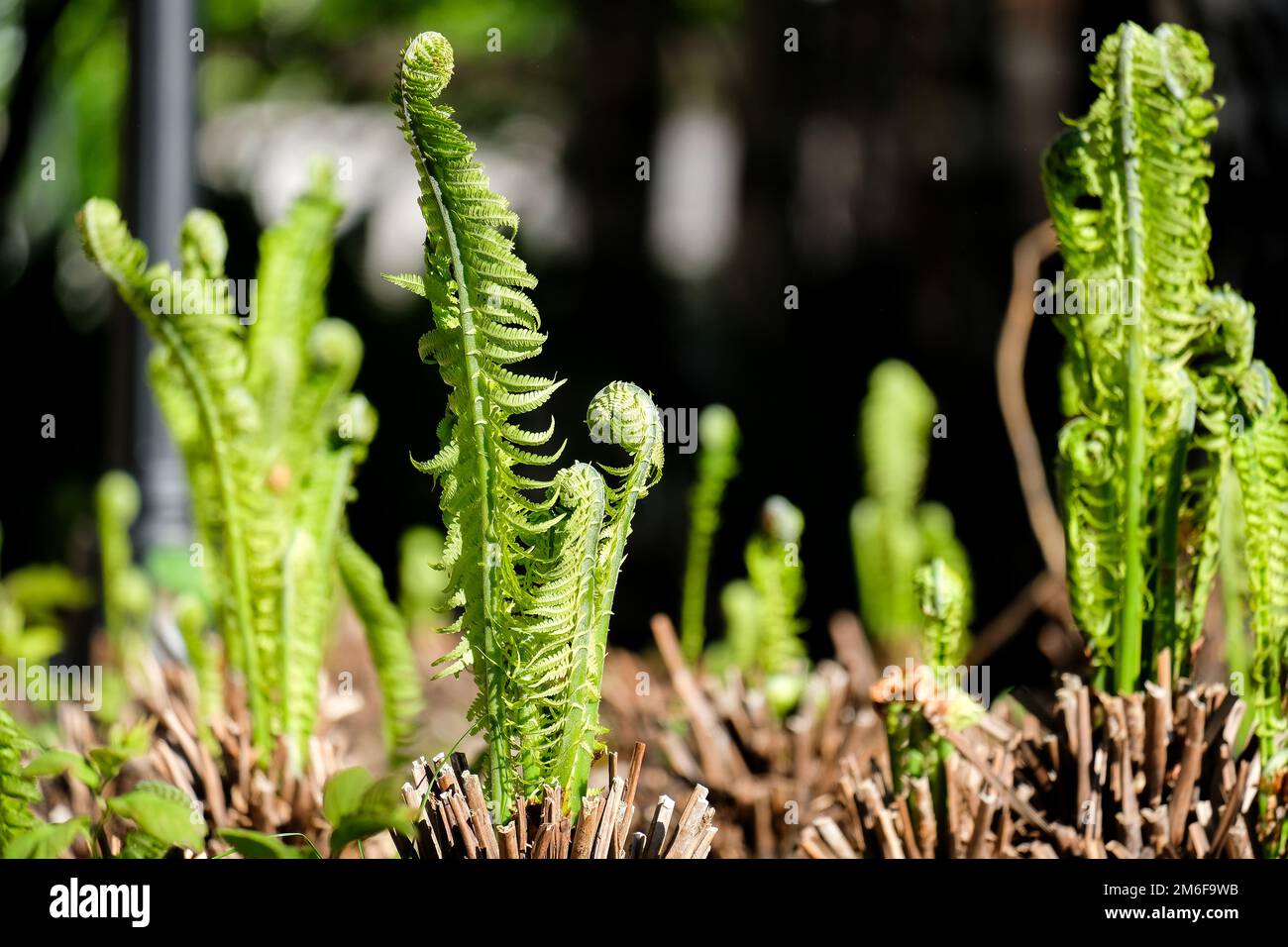 Grow ferns hi-res stock photography and images - Alamy