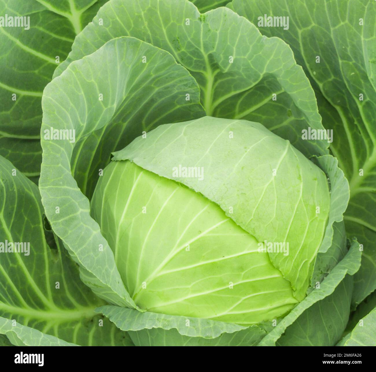 Close-up of fresh ripe cabbage on a vegetable bed. Cabbage forks ...