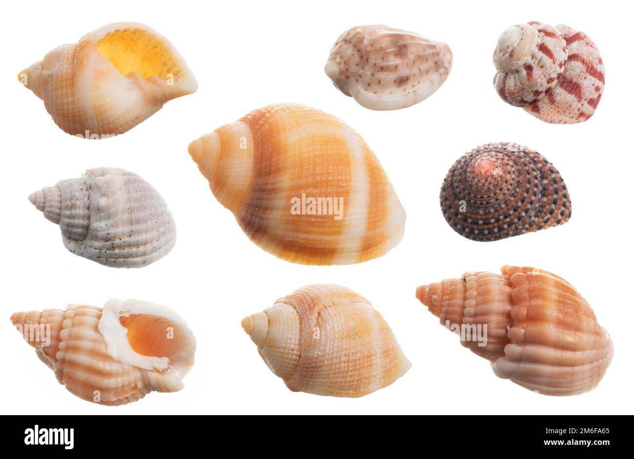 Seashell collection isolated on white background close up Stock Photo ...