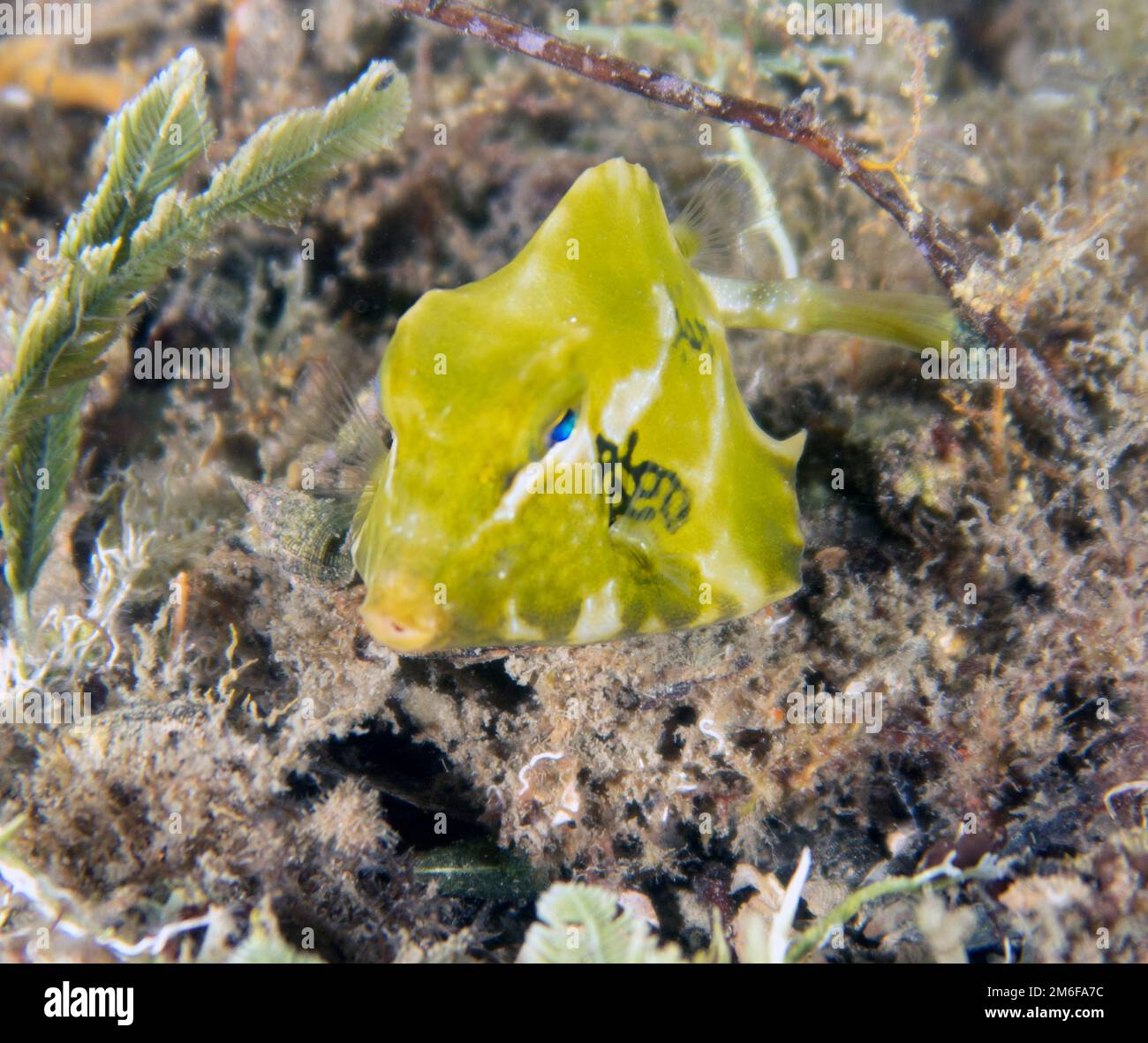A juvenile Buffalo Trunkfish (Lactophrys trigonus) in Florida, USA ...