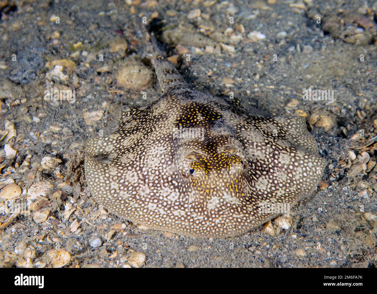 Yellow Spotted Stingray