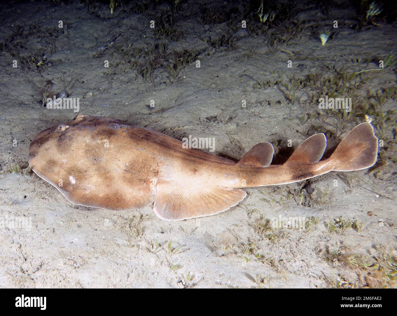 A Lesser Electric Ray (Narcine brasiliensis) in Florida, USA Stock ...