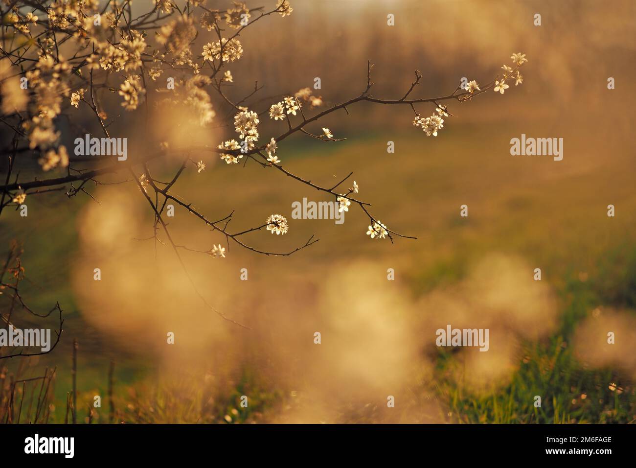 Close up shoot on spring flowering fruit tree Stock Photo - Alamy