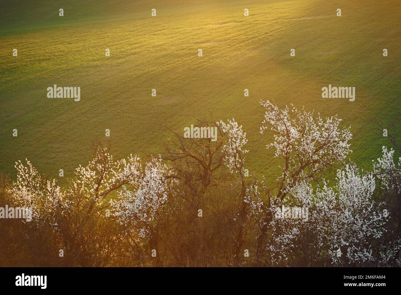 Spring flowering landscape in Moravia in Central Europe Stock Photo - Alamy