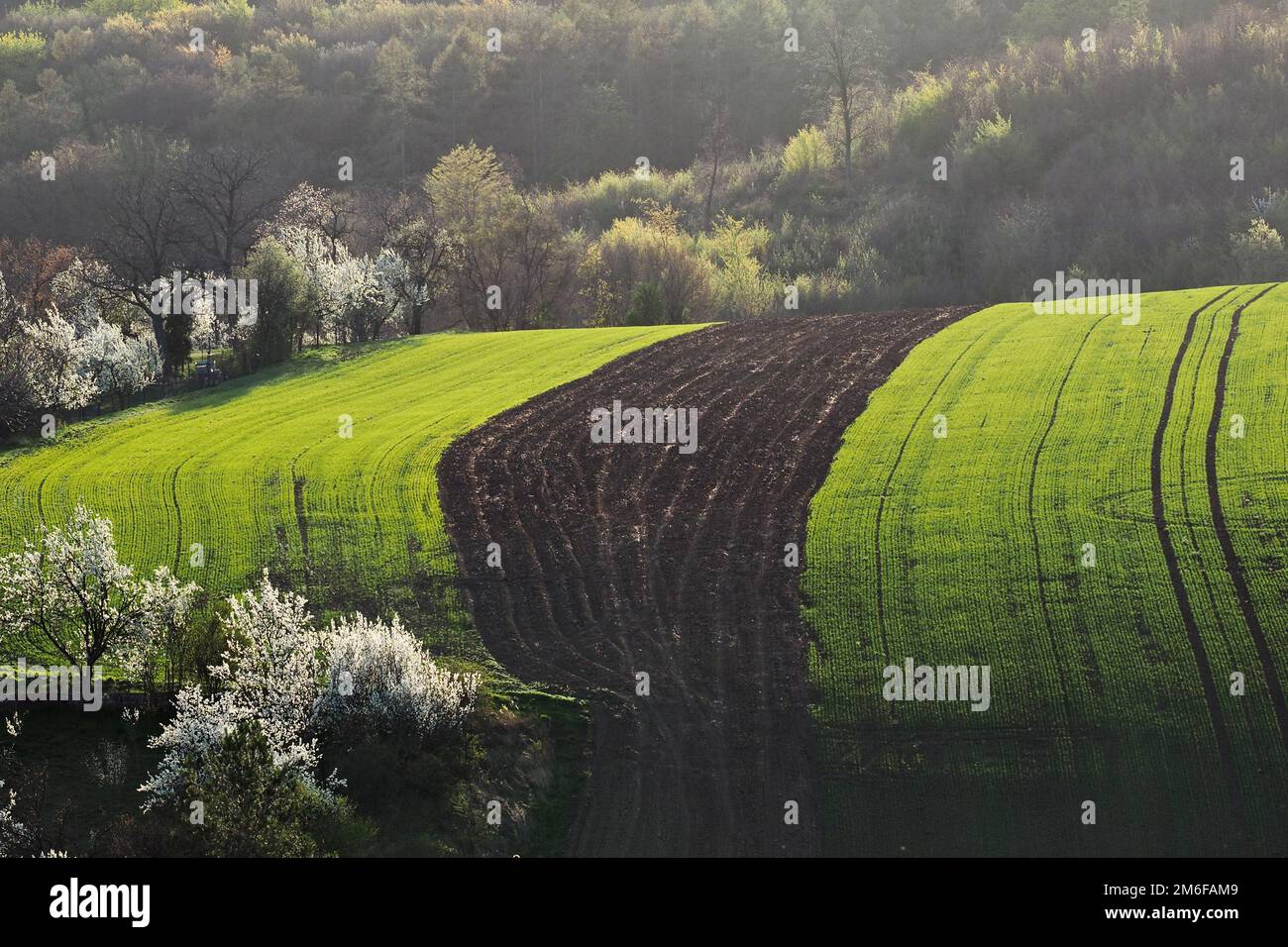 Spring flowering landscape in Moravia in Central Europe Stock Photo - Alamy