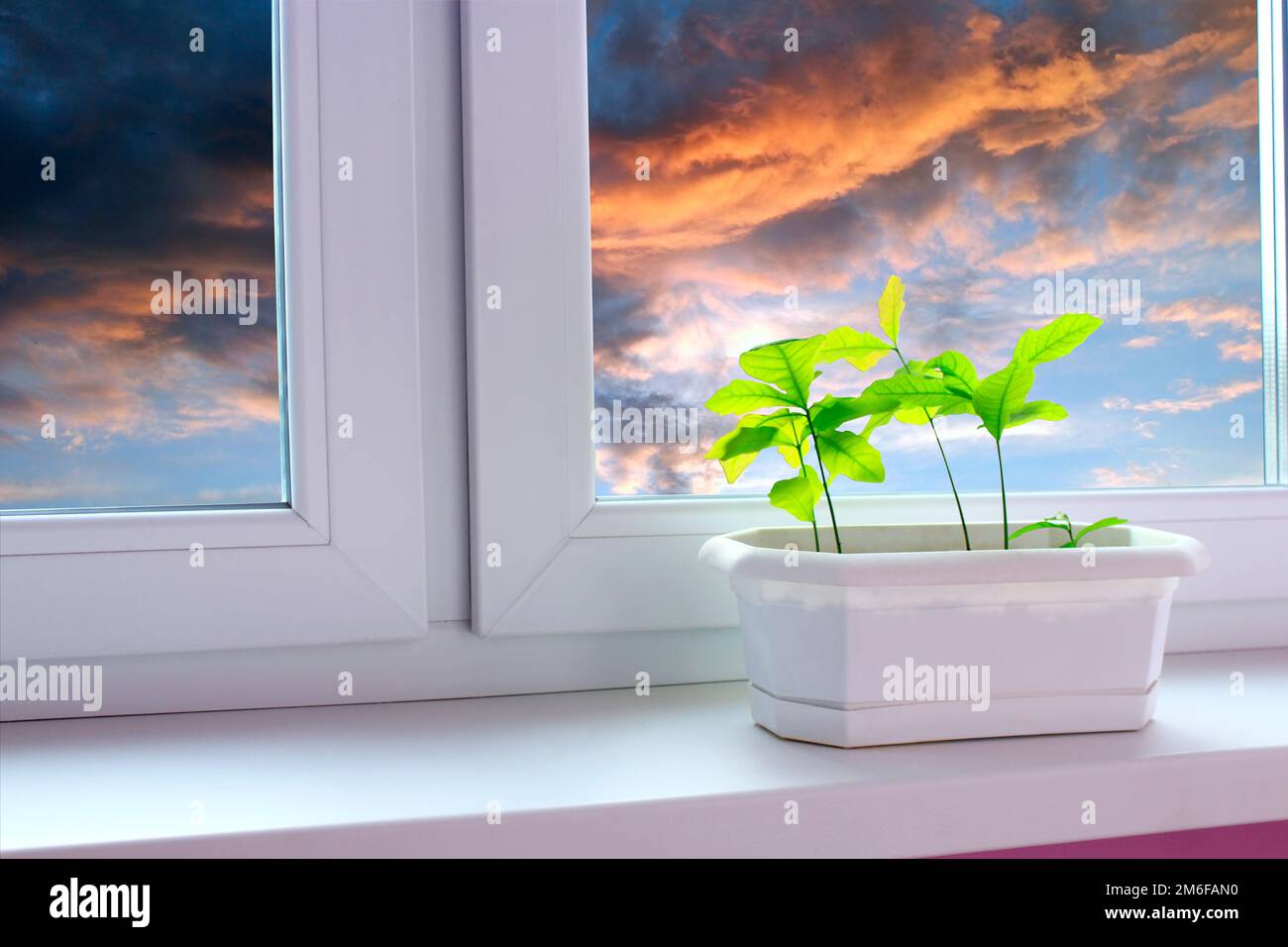 Young plants of oaks on window-sill of balcony and view to cloudy sky ...