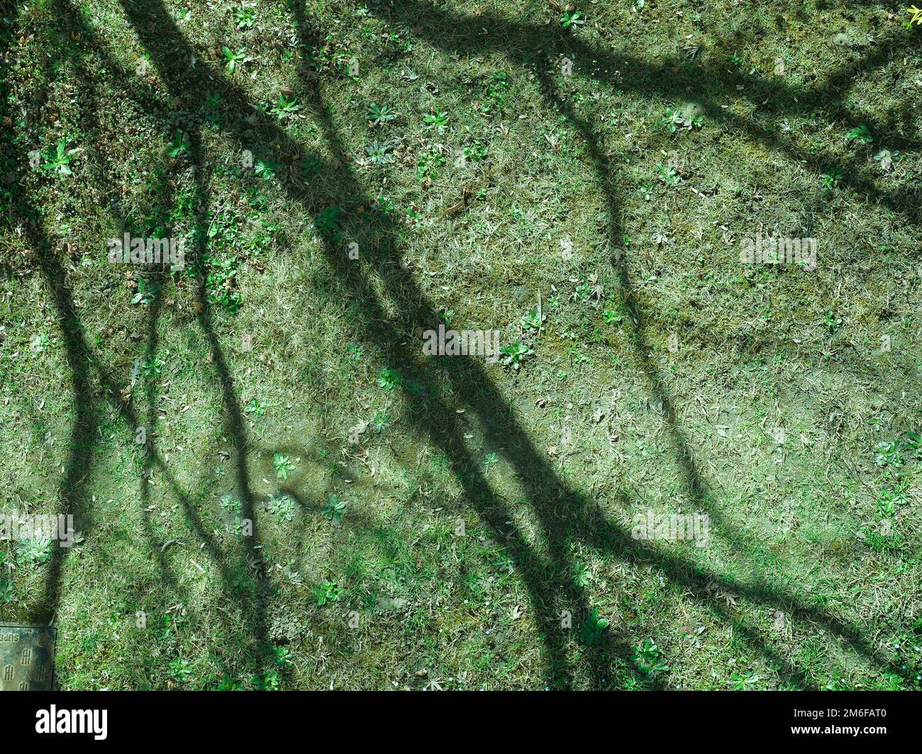 Tree shadow on grass Stock Photo - Alamy