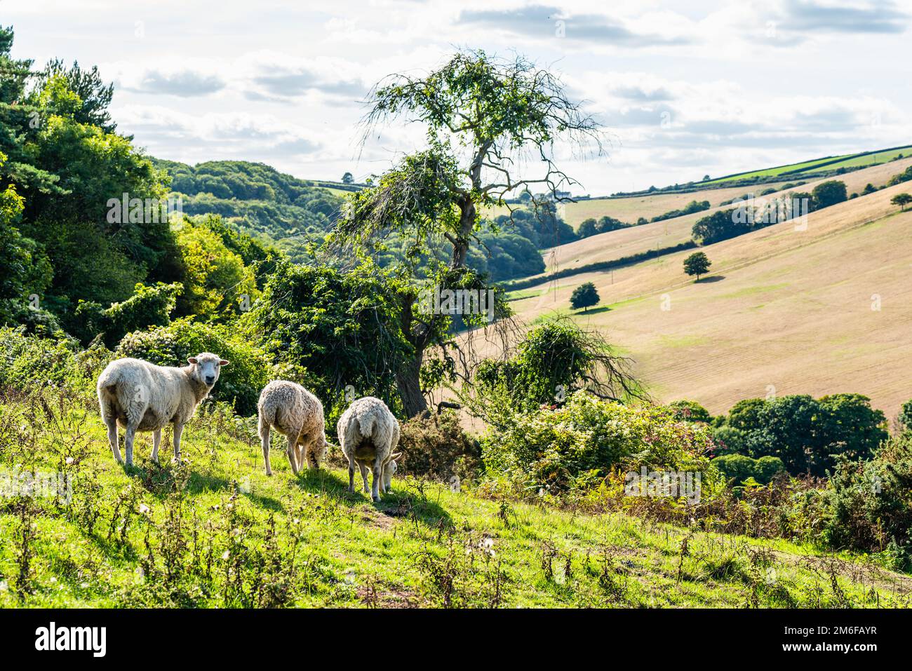 Sheep on farms, Devon, England, Europe Stock Photo - Alamy