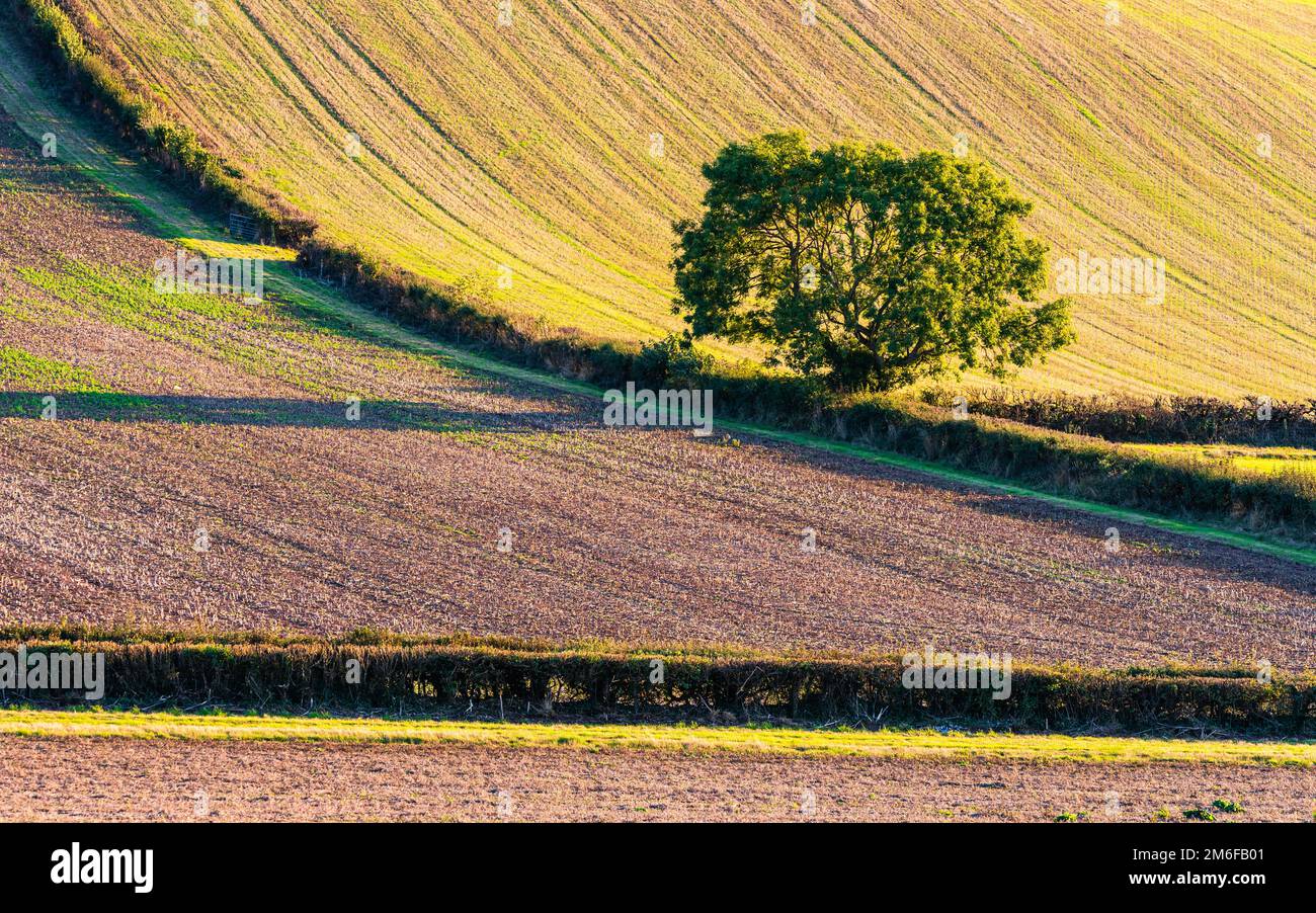 Fields and Farms over Devon, England, Europe Stock Photo - Alamy