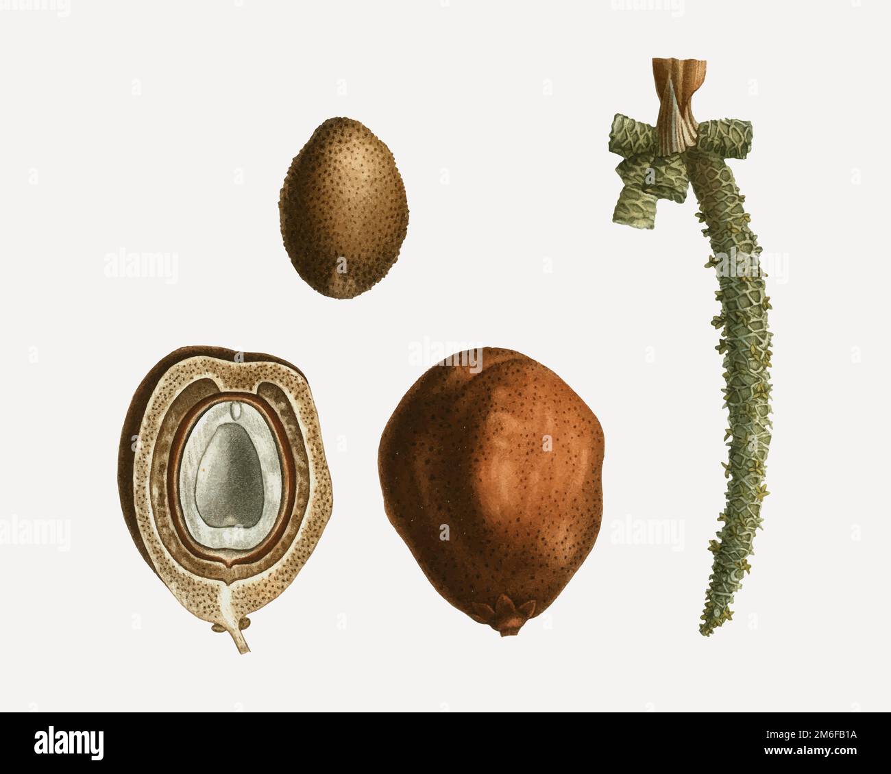 Vintage date palm plant vector Stock Vector Image & Art - Alamy