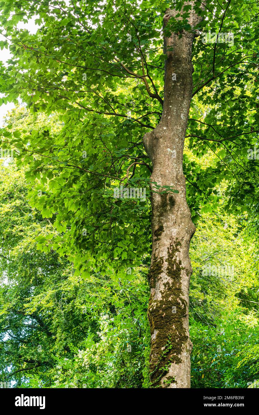 Norway Maple, Acer Platanoides, Devon, England, Europe Stock Photo - Alamy