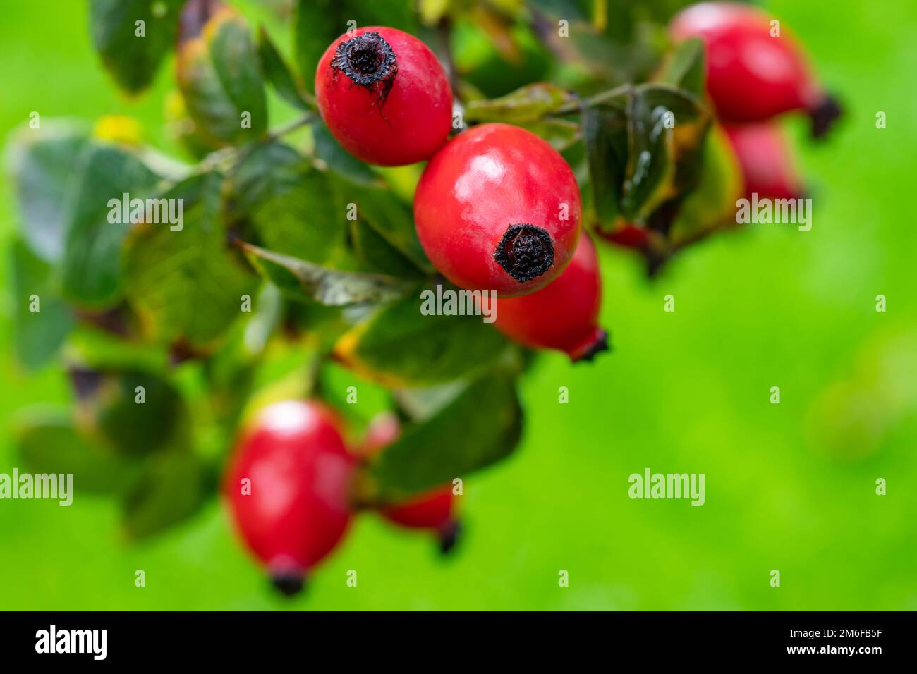 Branches of ripe rose hips in the garden Stock Photo - Alamy