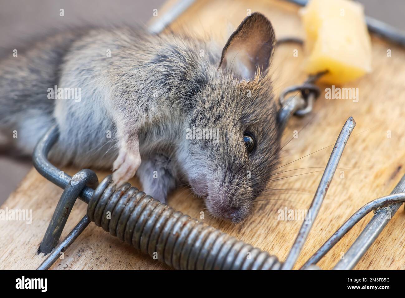 Dead house mouse in a mousetrap on a grey background Stock Photo - Alamy
