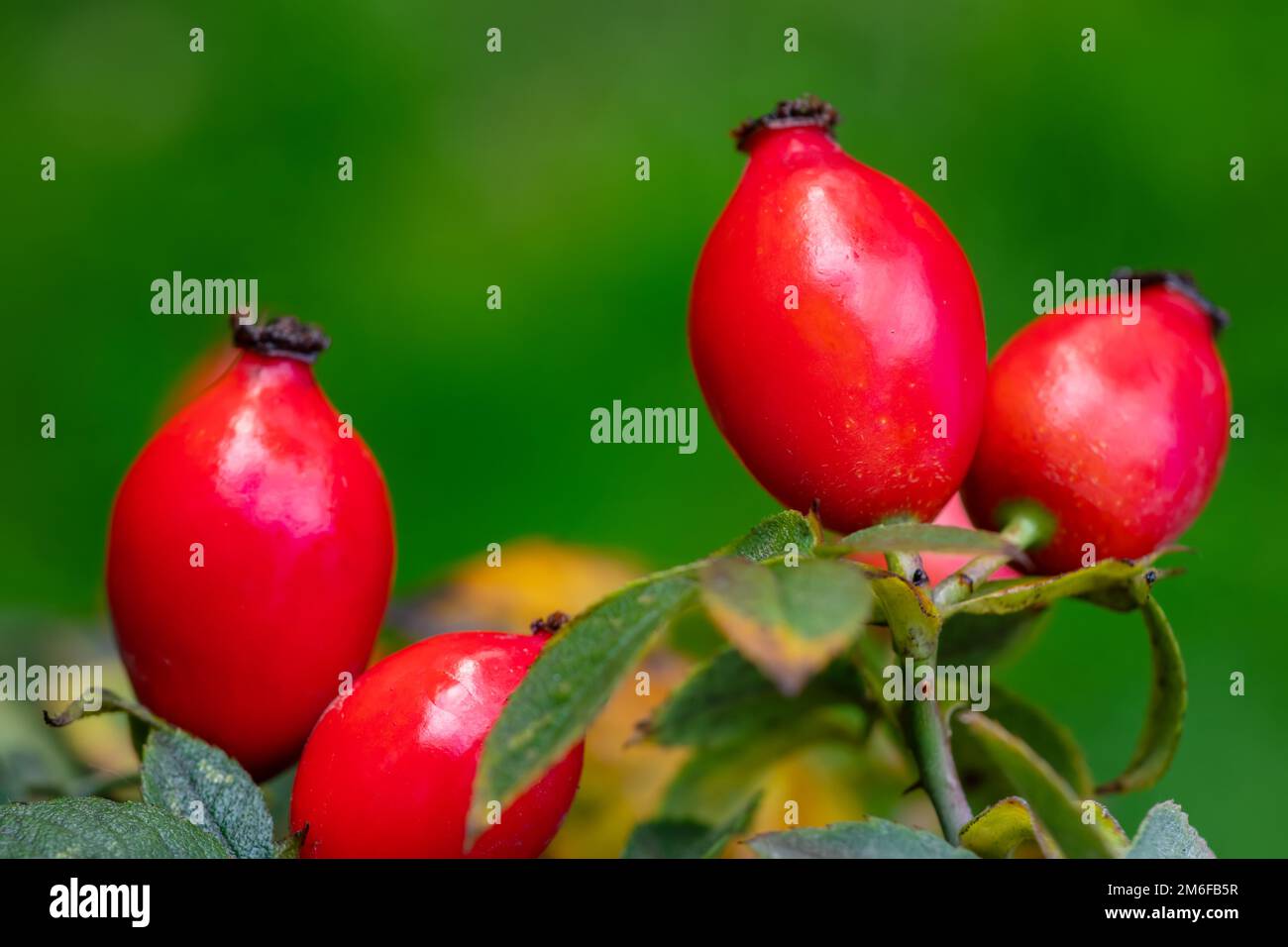 Branches of ripe rose hips in the garden Stock Photo - Alamy