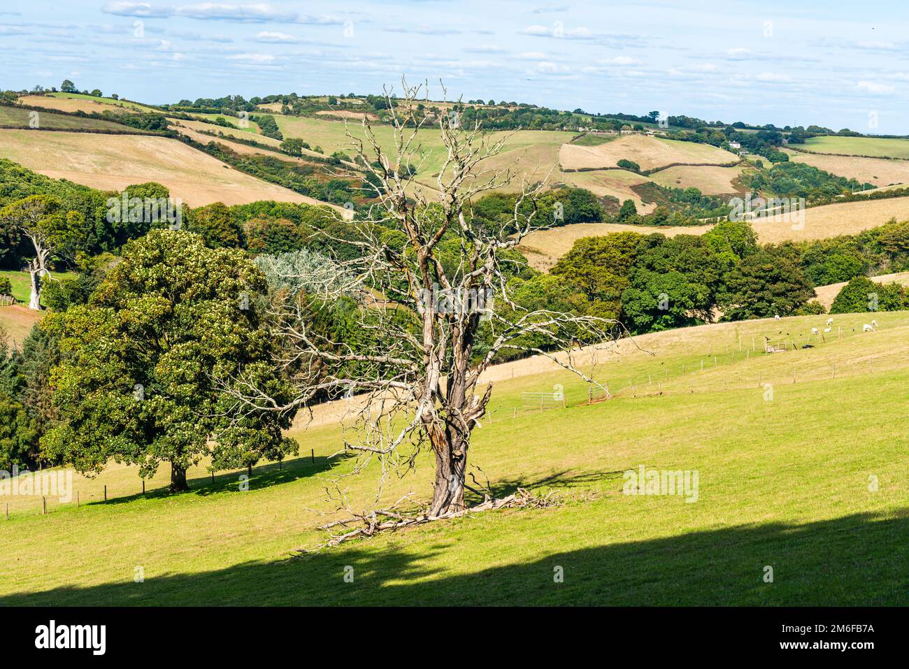 Old Tree on Farms and Fields, Devon, England, Europe Stock Photo - Alamy