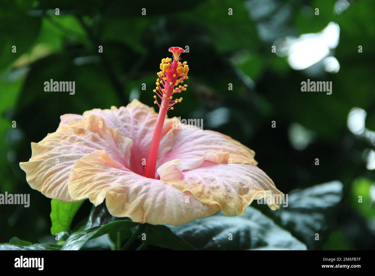 Beautiful flower of Hibiscus in tropical garden close up Stock Photo ...