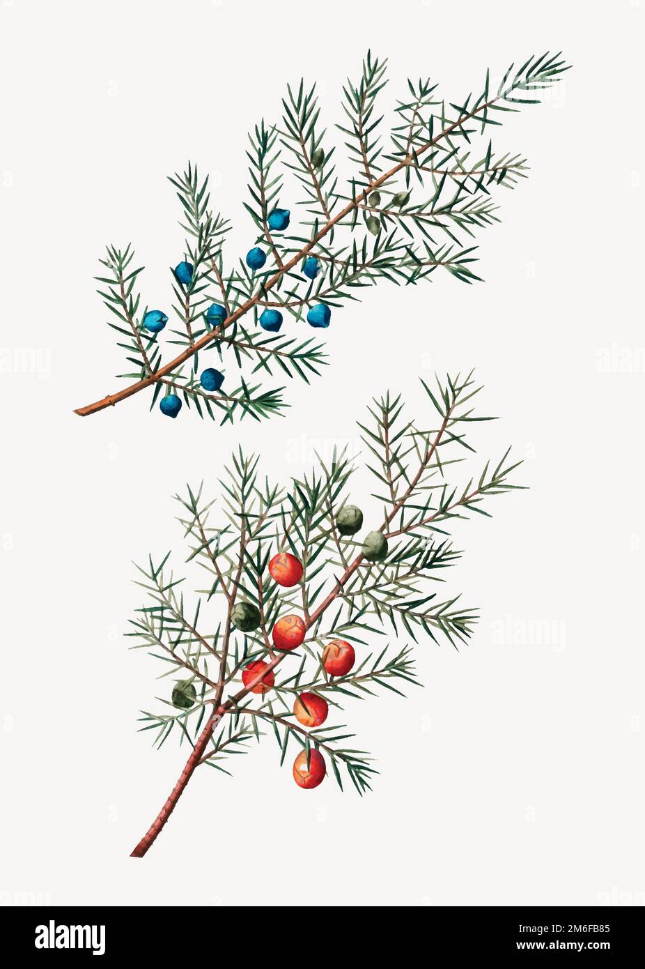 Common juniper Stock Vector Images - Alamy