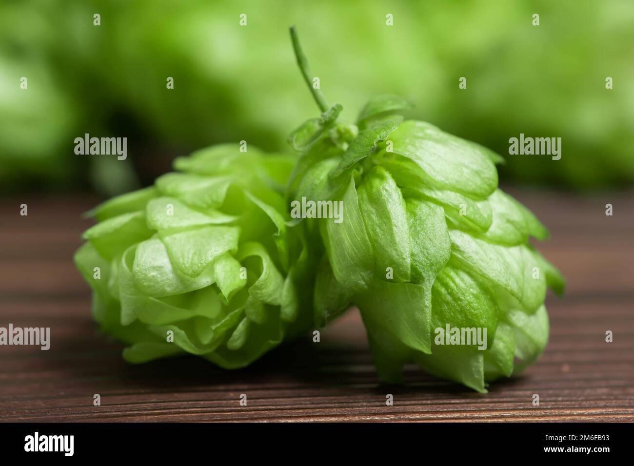 Beer brewing ingredients, hops,on a wooden cracked old table in front ...