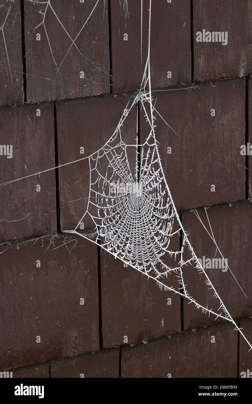 Frosted Spiders web against wooden tiles. UK Stock Photo - Alamy
