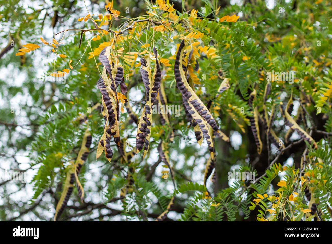 Dry brown seed pods and green leaves of acacia Stock Photo - Alamy