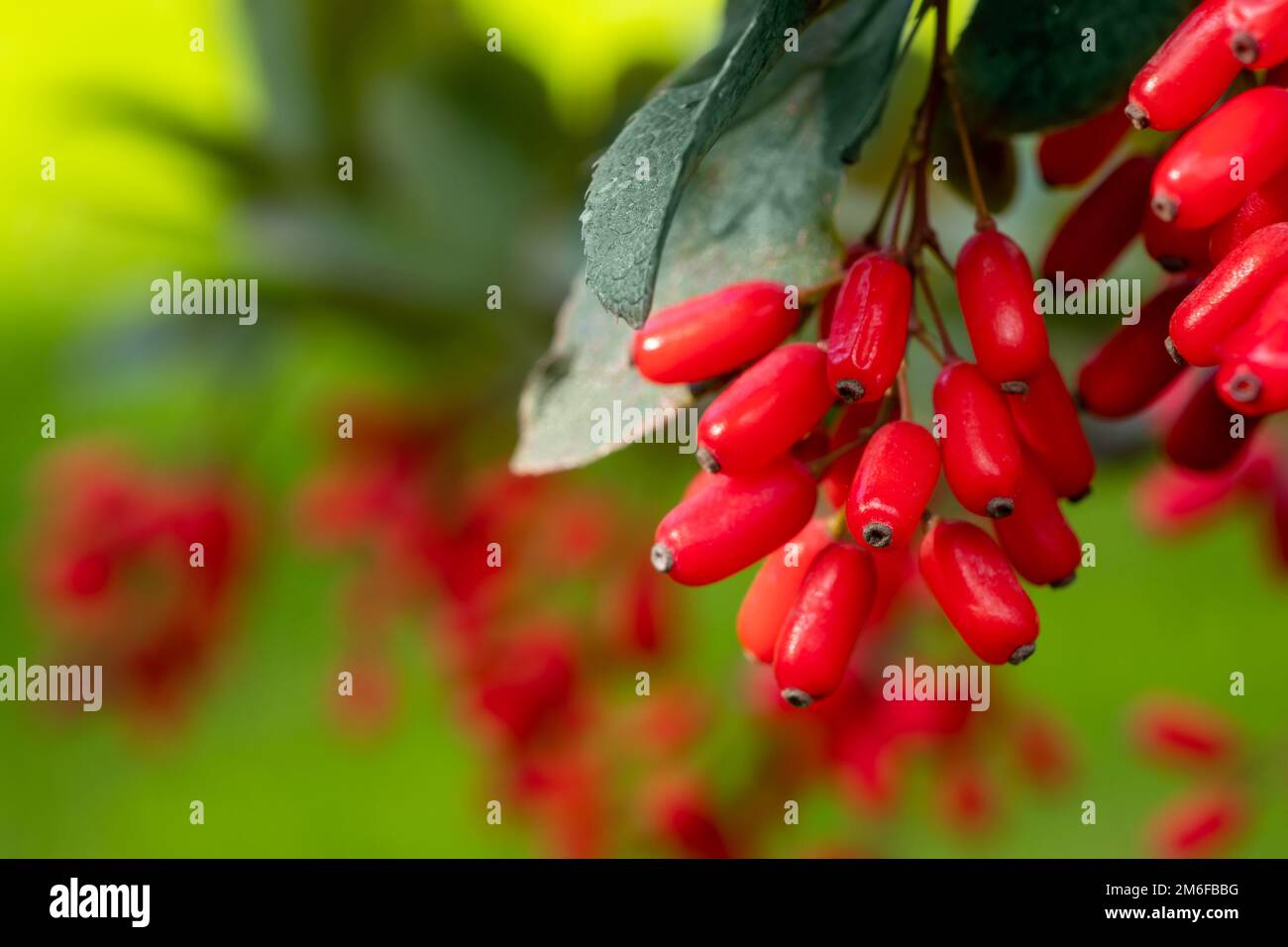 Barberry Berberis vulgaris branch fresh ripe berries natural green ...