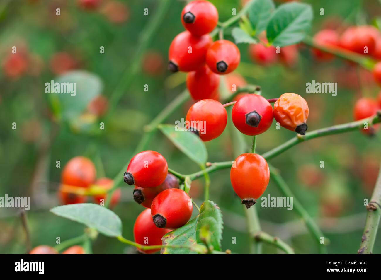 Ripened rose hips on shrub branches, red healthy fruits of Rosa canina ...