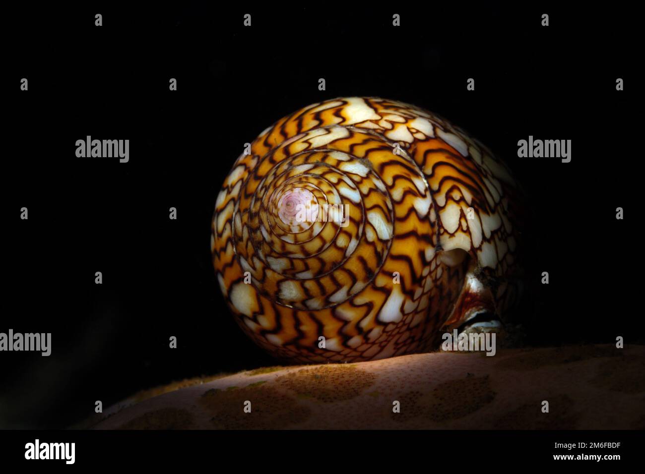conch shell close-up isolated on black background Stock Photo - Alamy