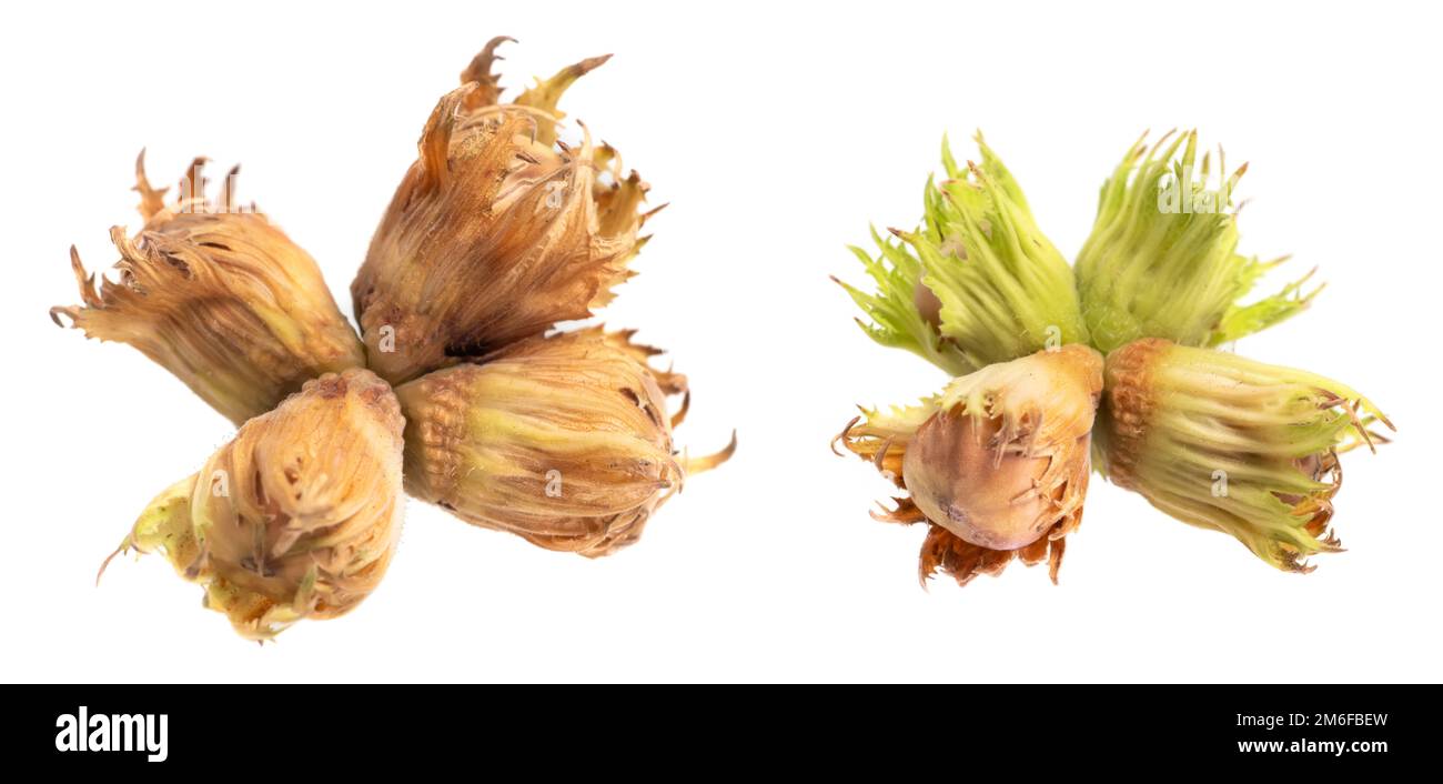Forest nuts hazel nuts isolated on white background Stock Photo - Alamy