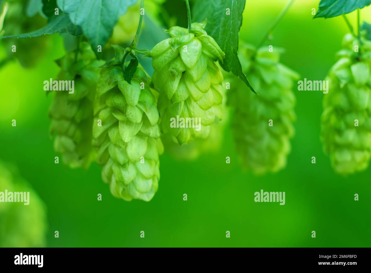 Detail of green fresh hops for making beer in the field Stock Photo - Alamy