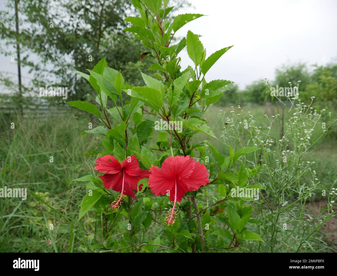 Two hibiscus hi-res stock photography and images - Alamy
