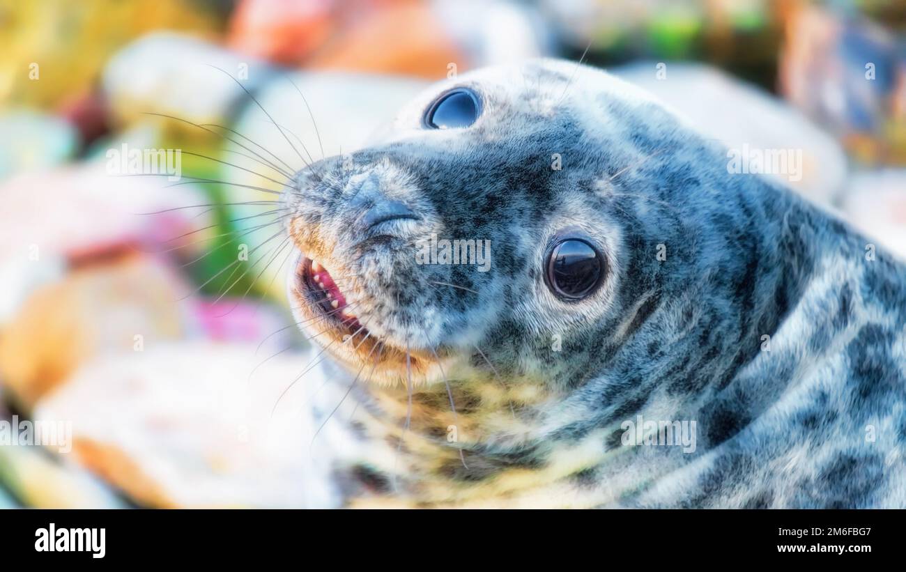 Adorable seal pup hi-res stock photography and images - Alamy