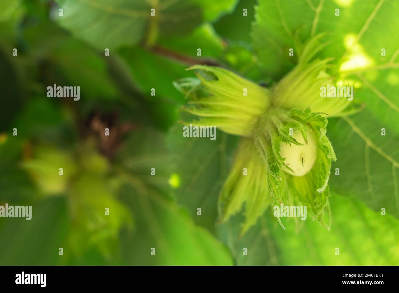 Young hazel, green hazelnut nuts, grow on a tree Stock Photo - Alamy