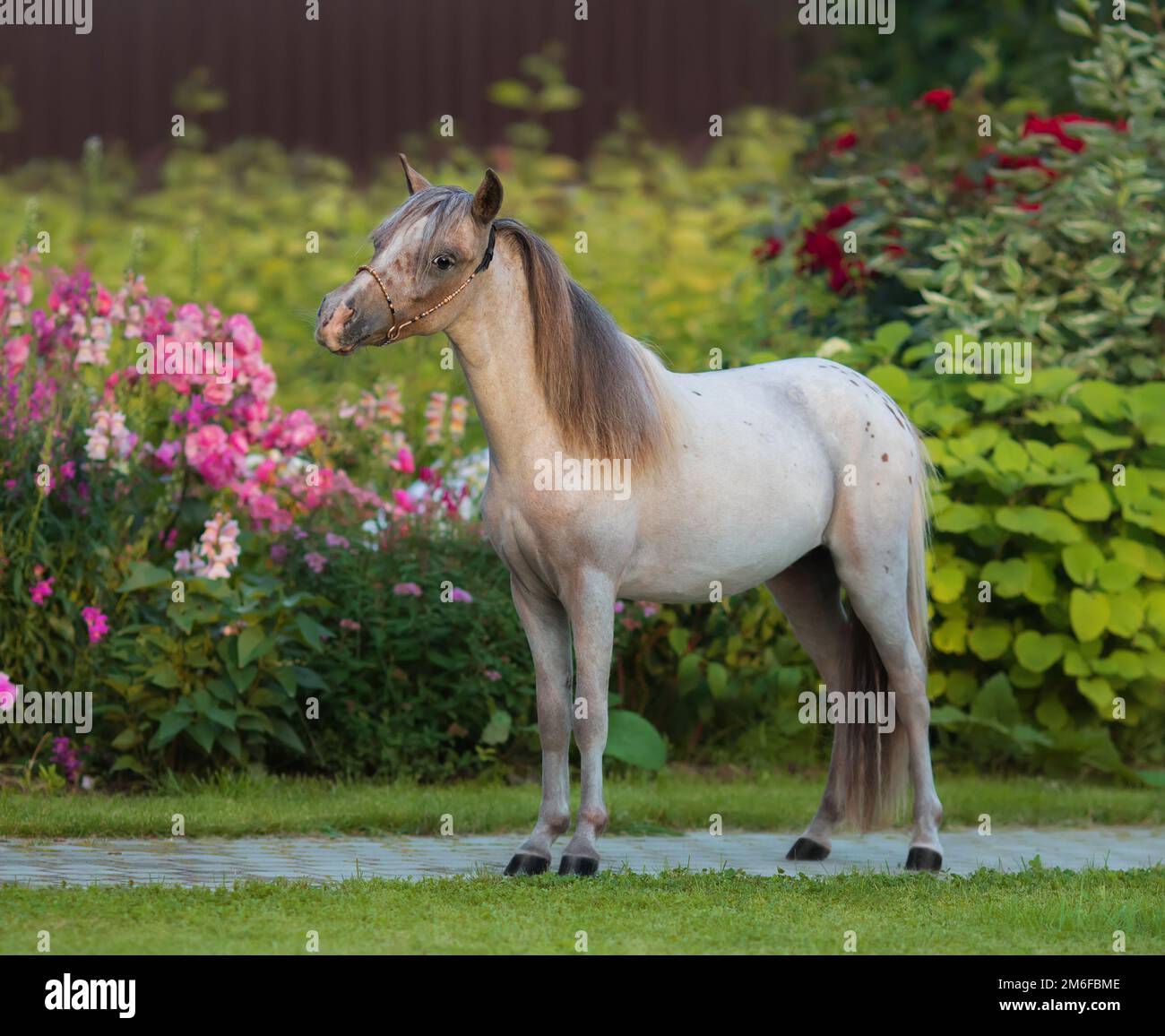 American miniature horse. Young appaloosa stallion on green grass in ...