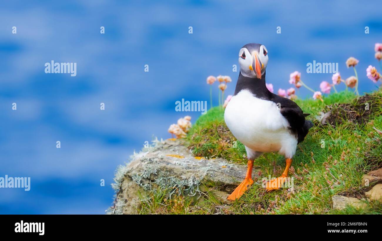 Puffin on a grassy cliff top with pink thrift Stock Photo - Alamy