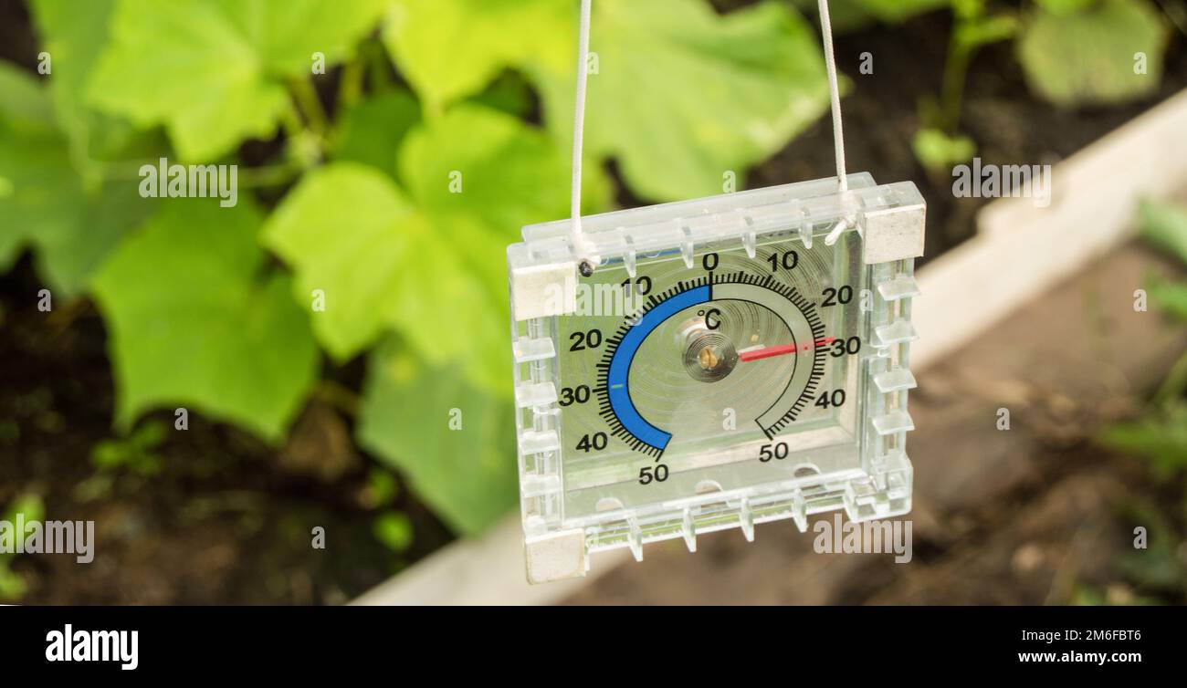Thermometer for measuring air temperature in the greenhouse Stock Photo ...