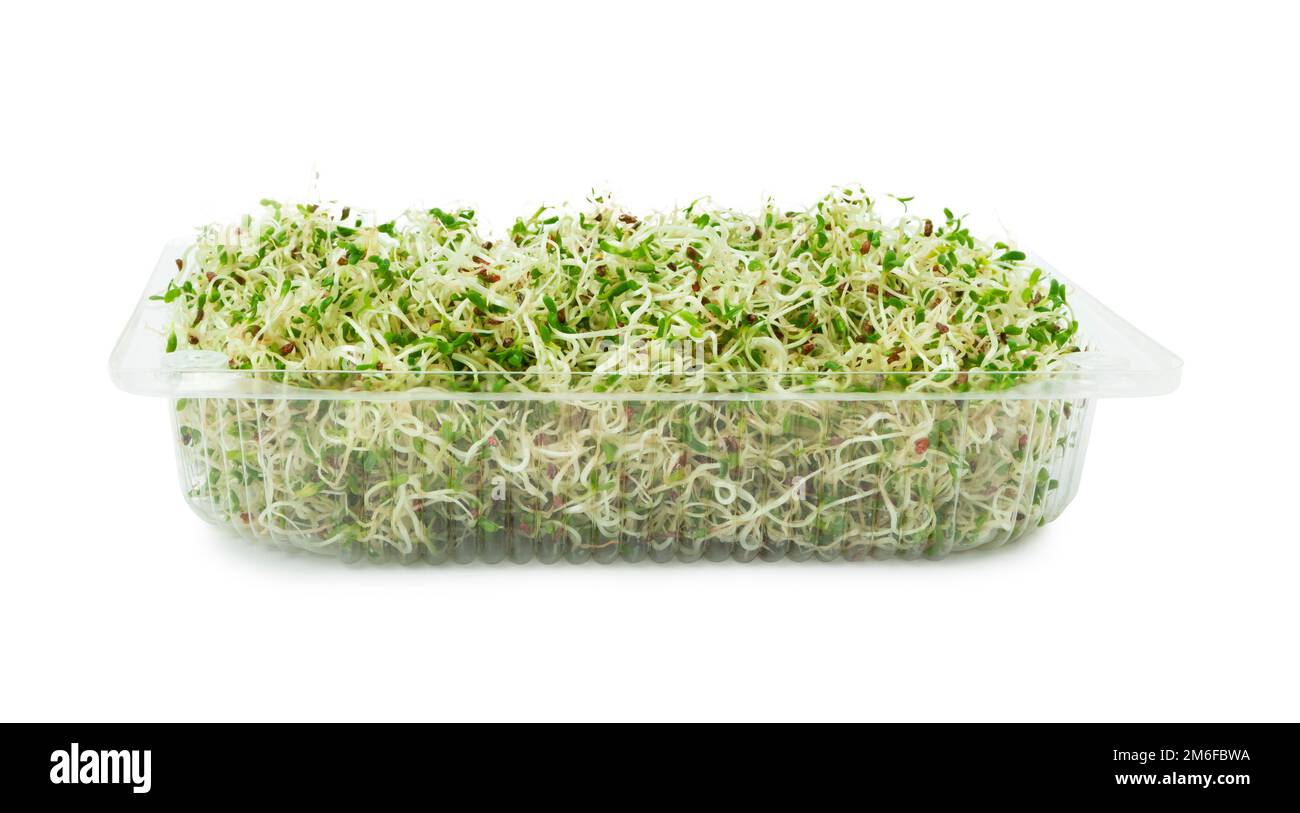 Organic young alfalfa sprouts in a plastic container on white ...